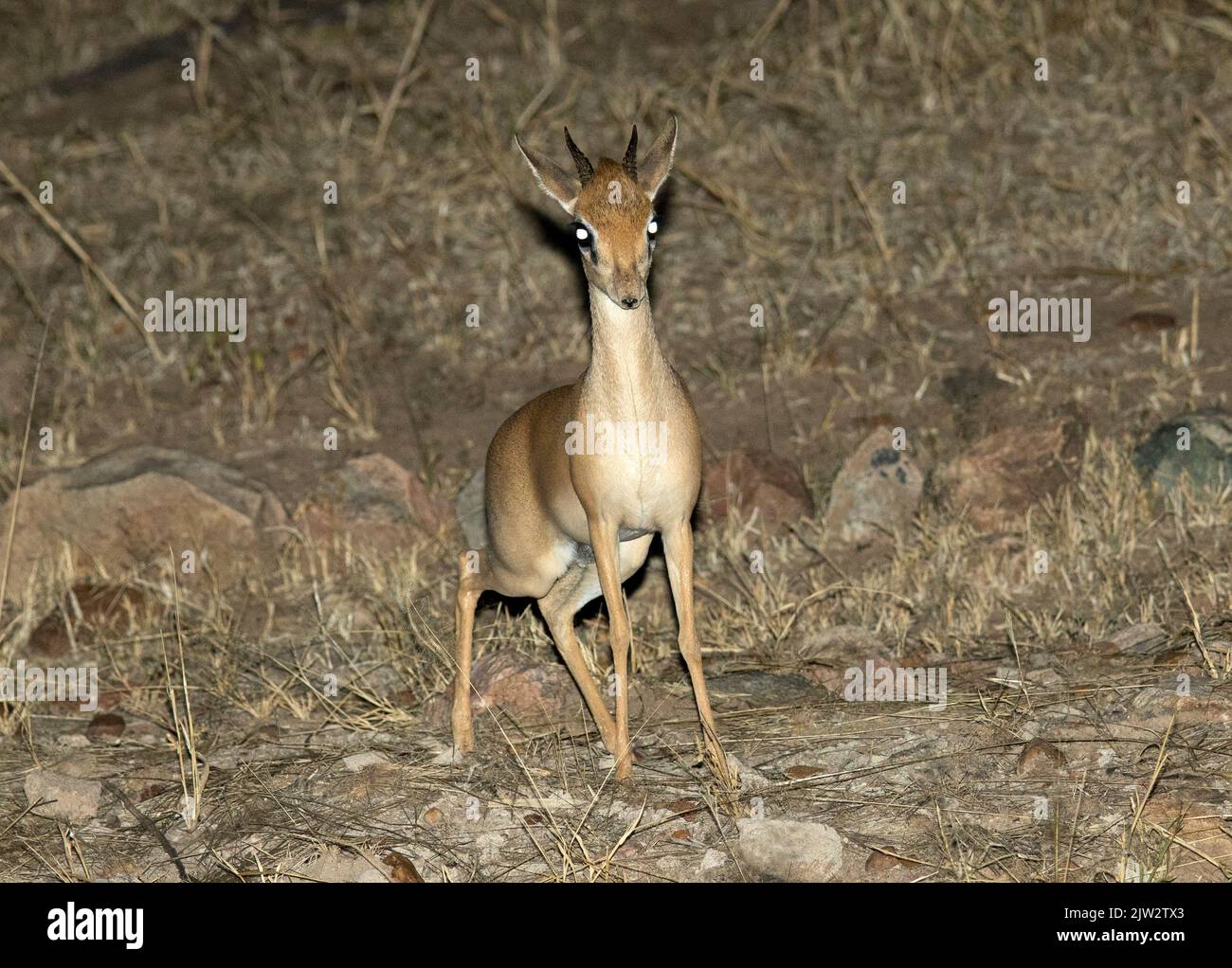 Superior night vision hi-res stock photography and images - Alamy