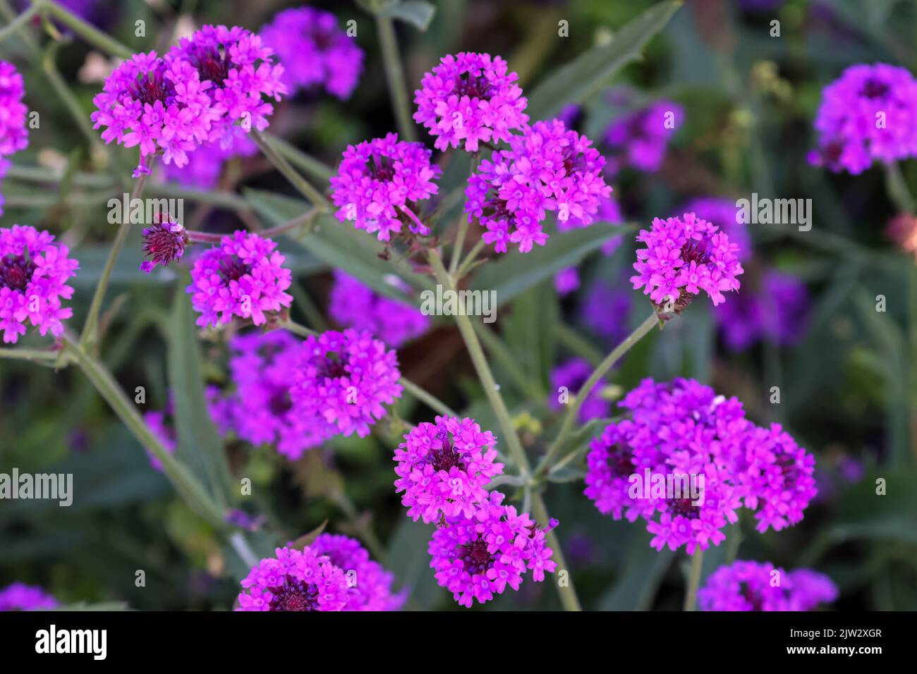 Verbena venosa hi-res stock photography and images - Alamy