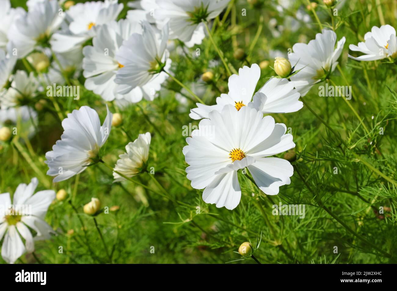 White "Cosmos bipinnatus" flowers with petals and green foliage blowing ...