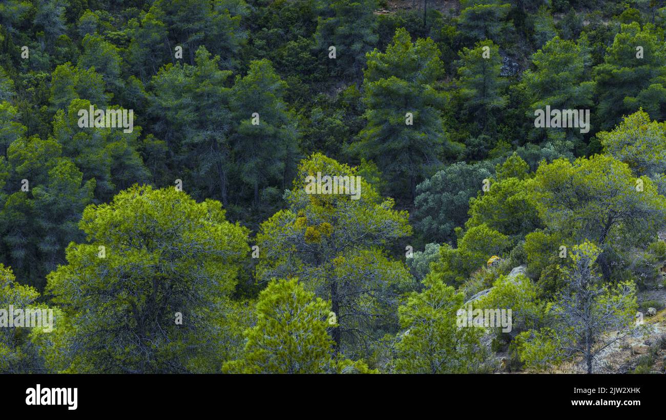 A scenic view of a forest landscape with lush green nature and trees in ...