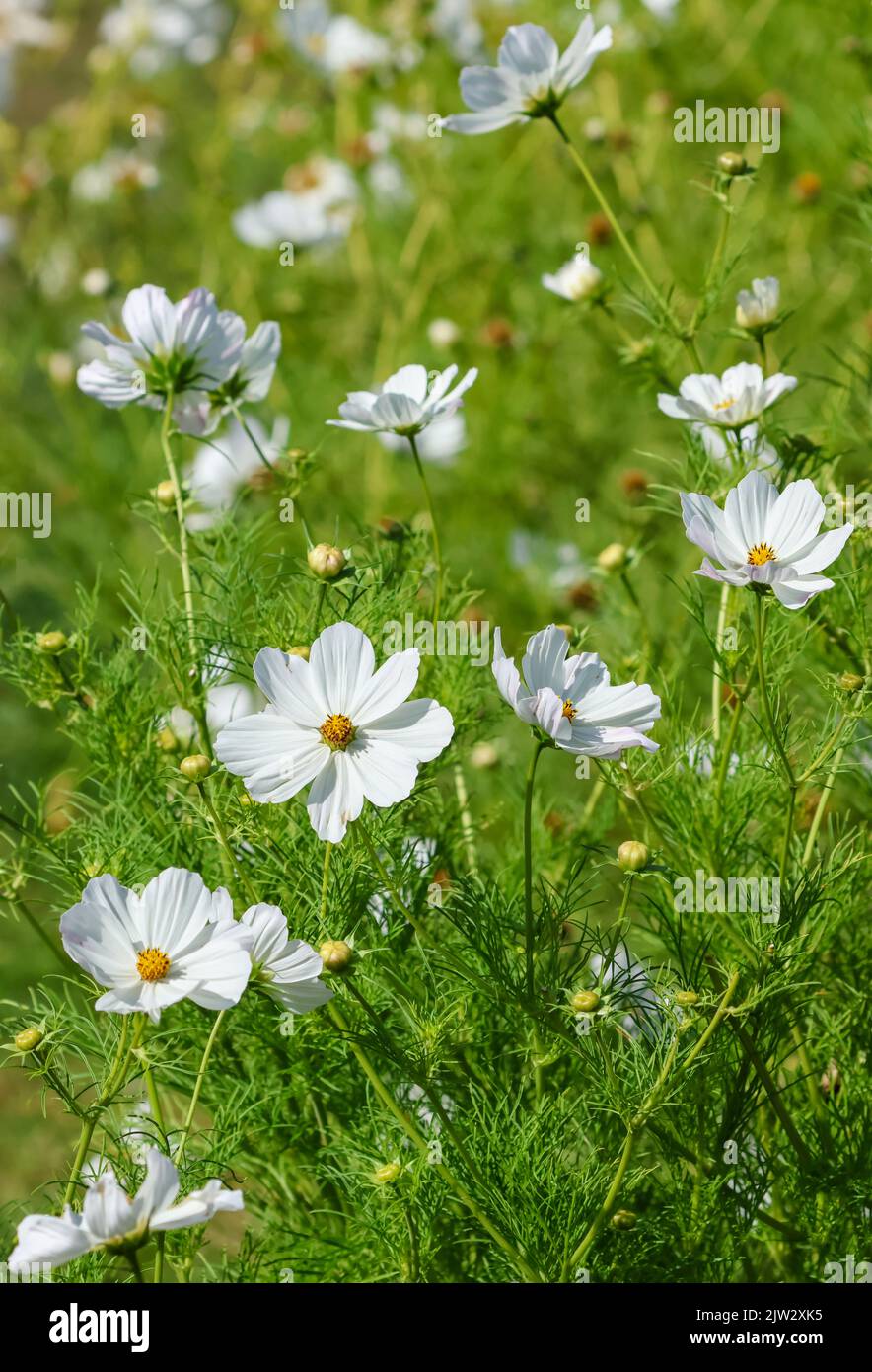 White "Cosmos bipinnatus" flowers with feathery green foliage. Dublin ...