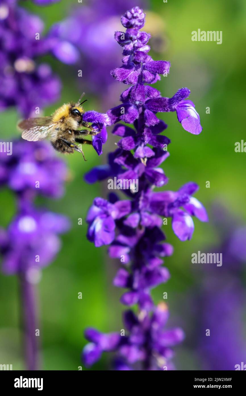 Bee feeds on purple violet Salvia flower spike during summer ...