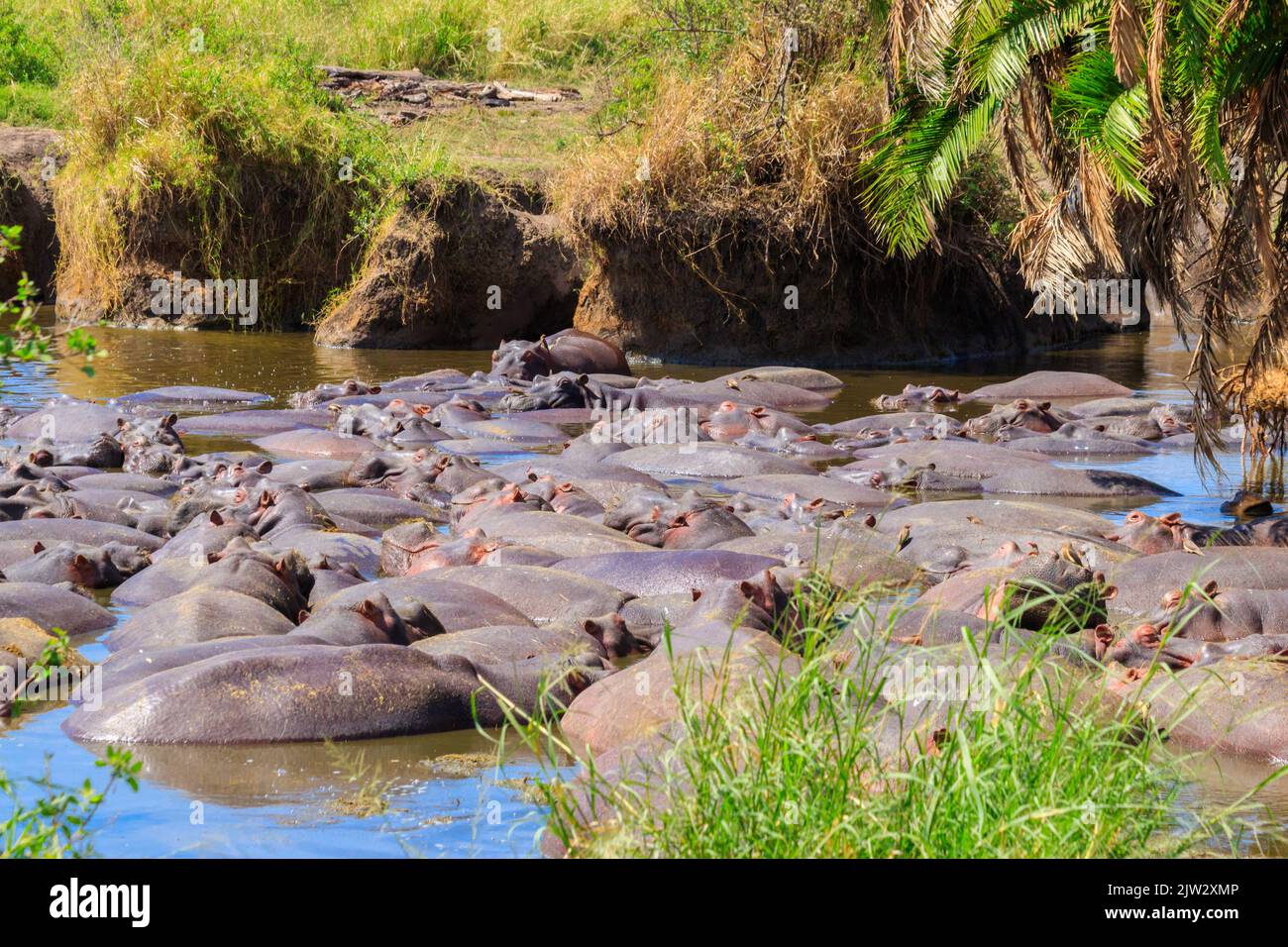 Group of hippos (Hippopotamus amphibius) in a river in Serengeti ...
