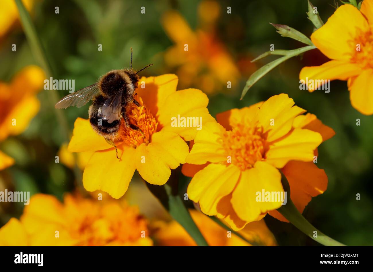 Bee feeds on bright yellow flower during summer pollination. Macro ...