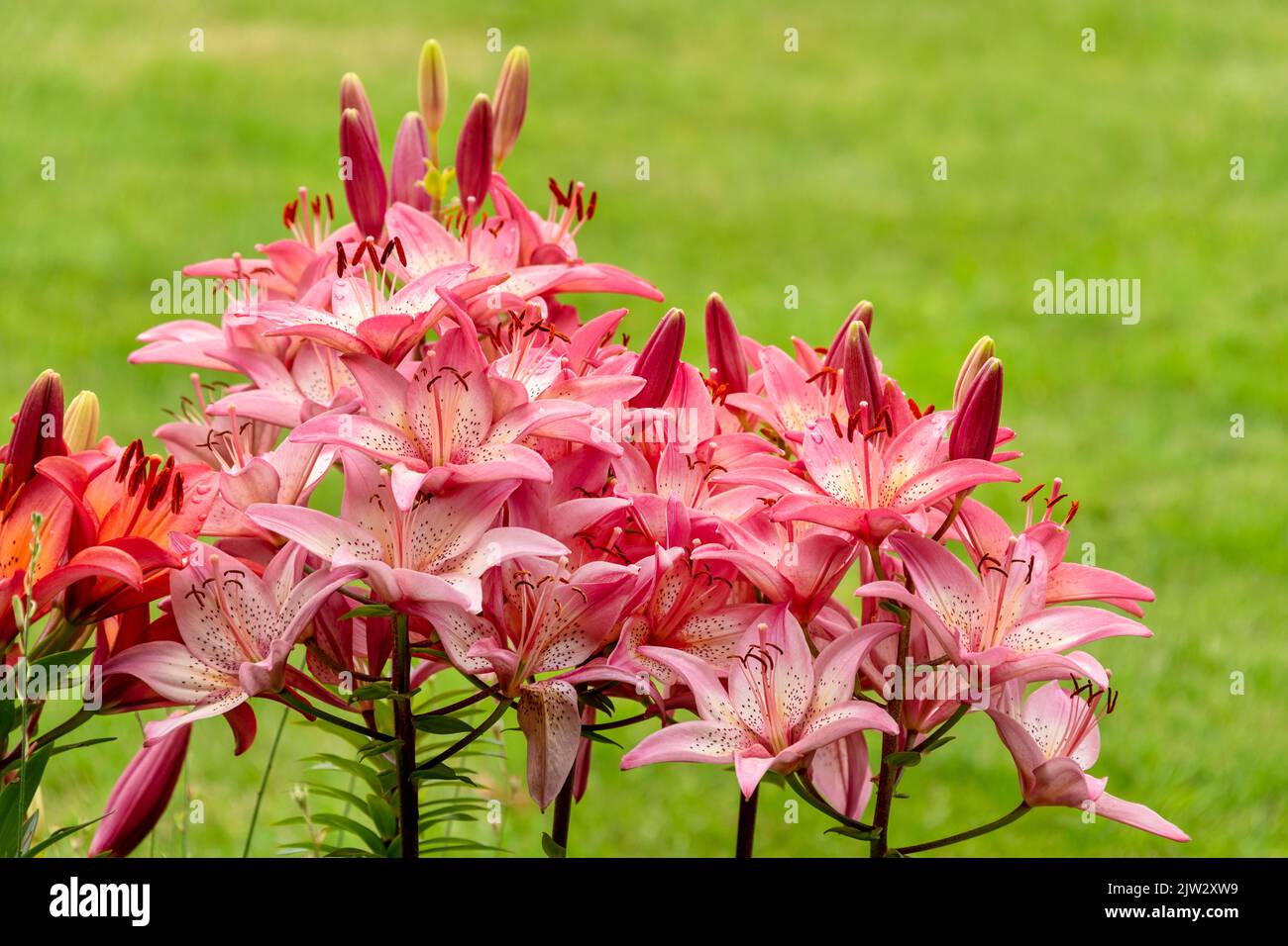 Beautiful Lily flower on green grass background. Lilium longiflorum ...