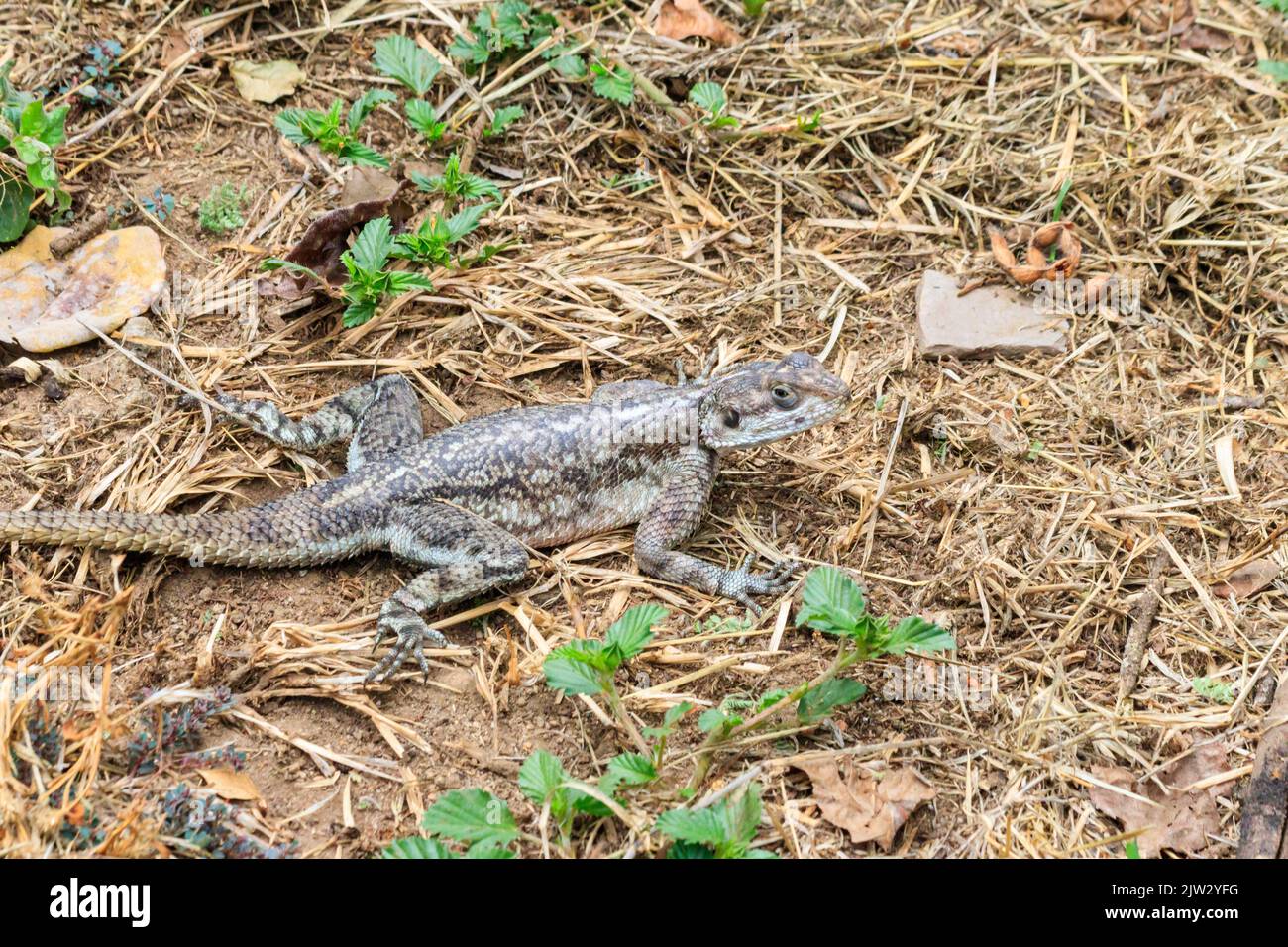 Female mwanza flat-headed rock agama (Agama mwanzae) or the Spider-Man ...