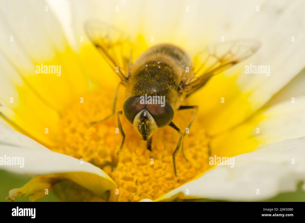 Female common drone fly Eristalis tenax on a flower of garland ...