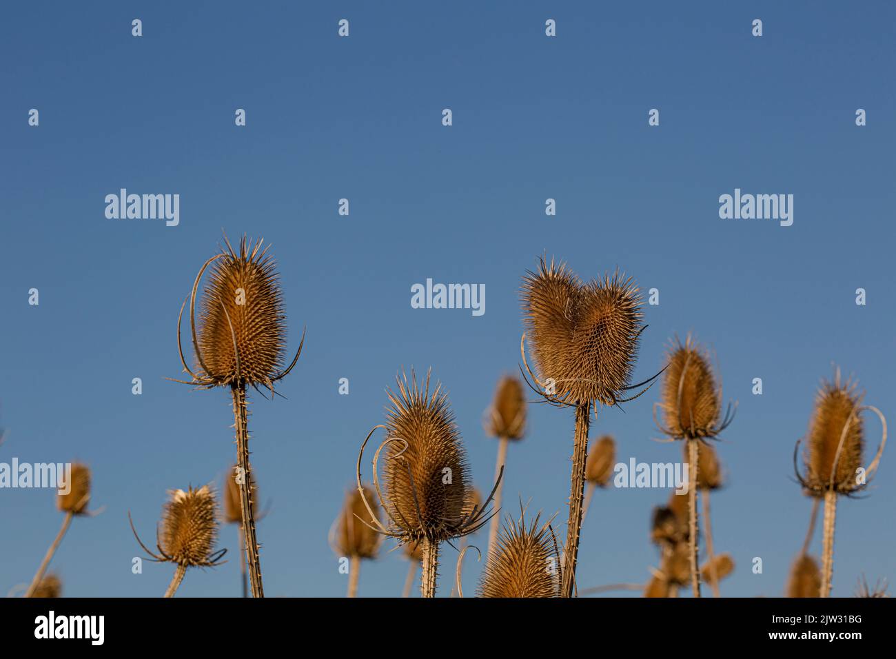 Agriculture teasel hi-res stock photography and images - Alamy