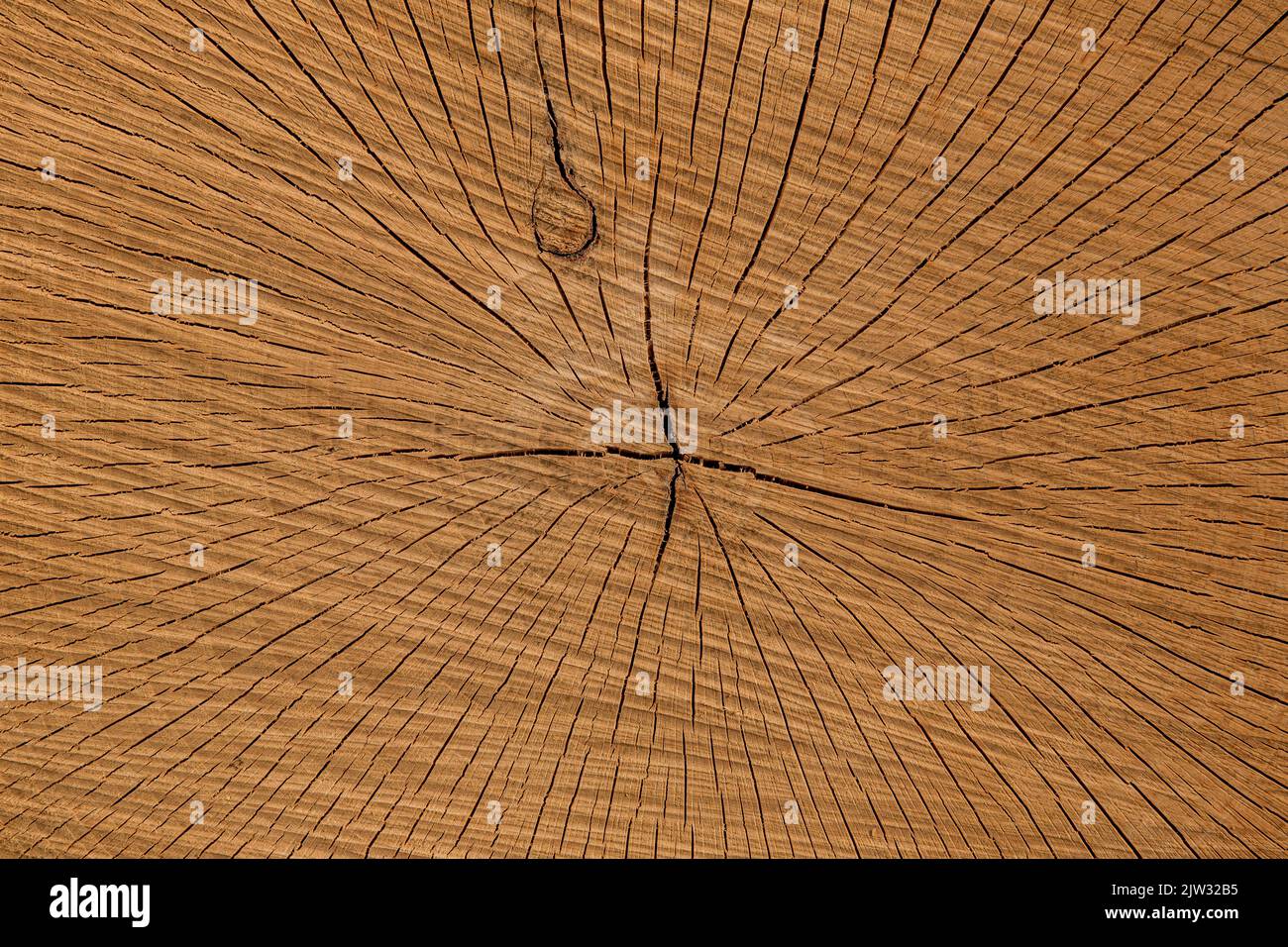 Closeup of surface structure of a wooden cross-section cut of rich ...