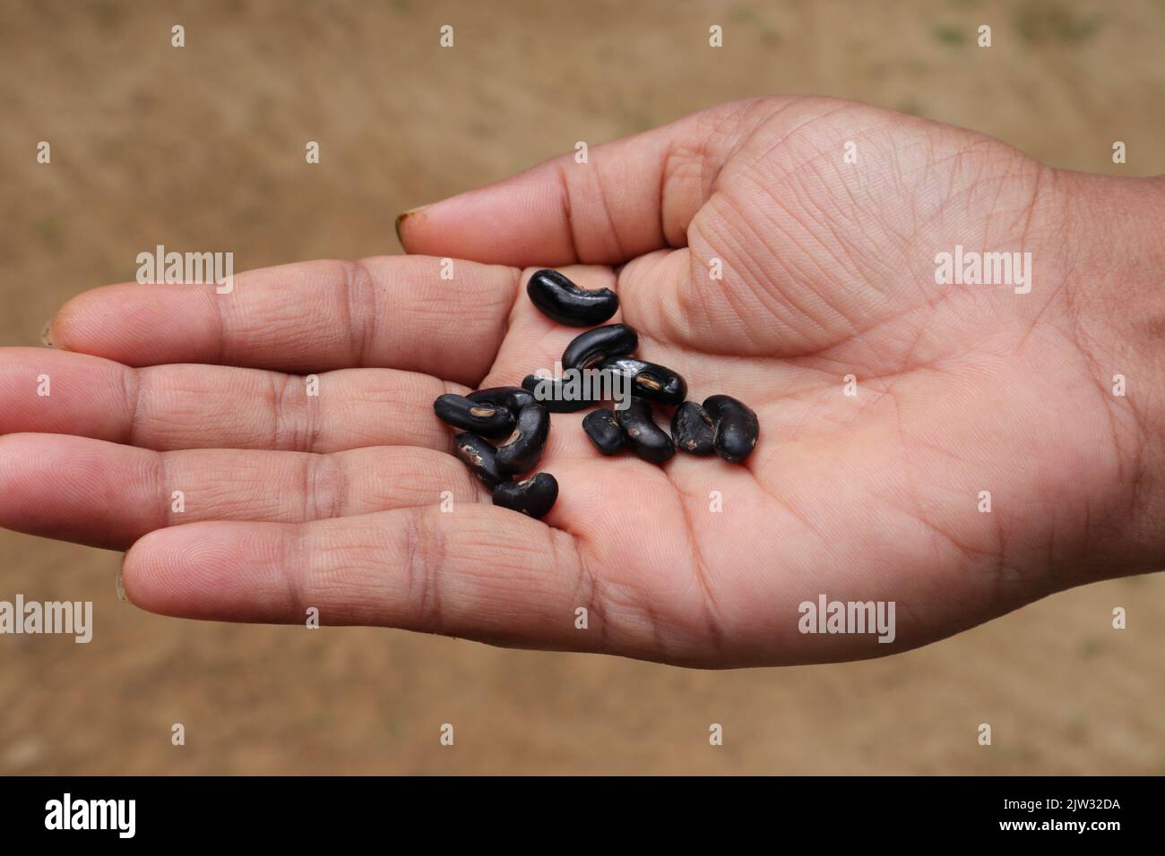 Seeds of yardlong beans hi-res stock photography and images - Alamy