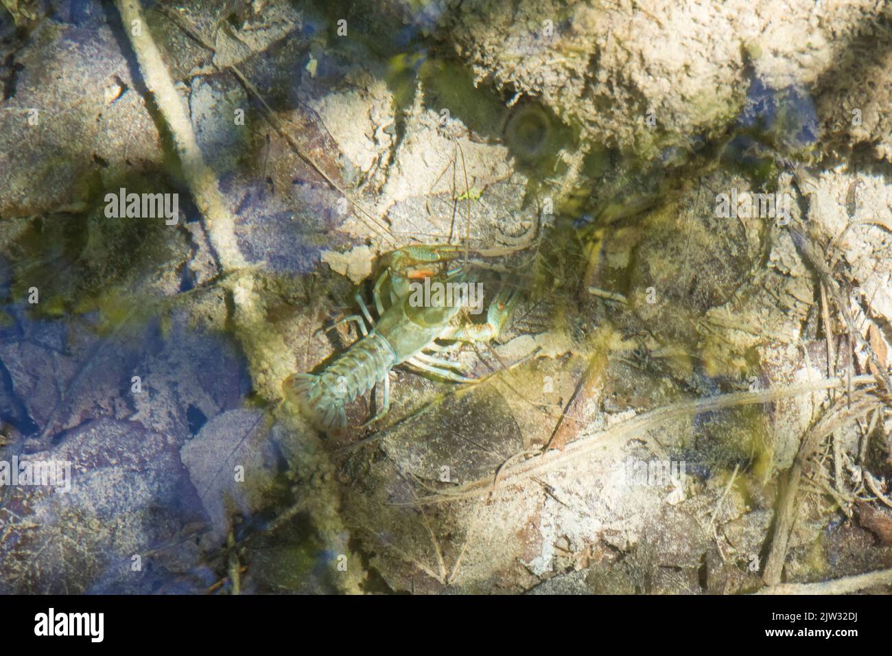 A European crayfish (Astacus astacus) in the shallow clear water of a ...