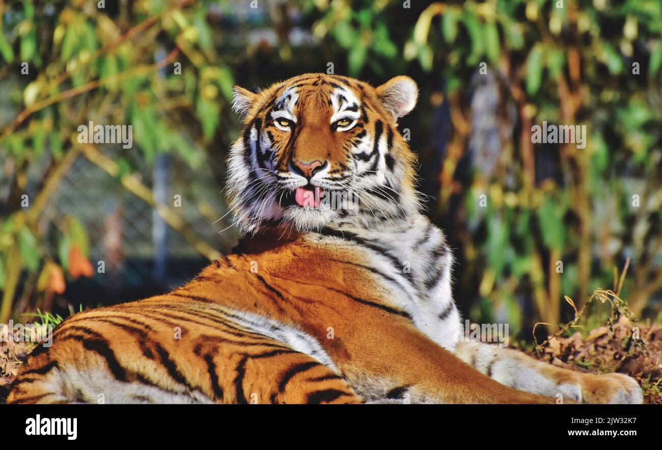Siberian Tiger, Sumatran Tiger, adult male Stock Photo - Alamy