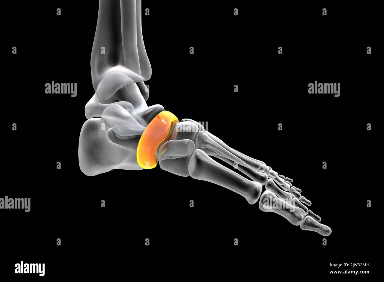 Navicular bone of the foot, illustration Stock Photo - Alamy