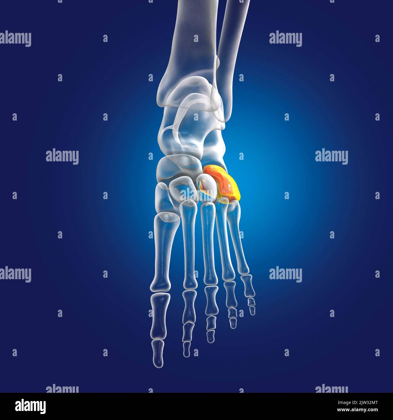 Cuboid bone of the foot, illustration Stock Photo - Alamy