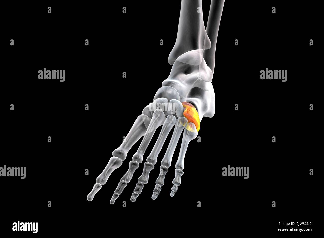 Cuboid bone hi-res stock photography and images - Alamy