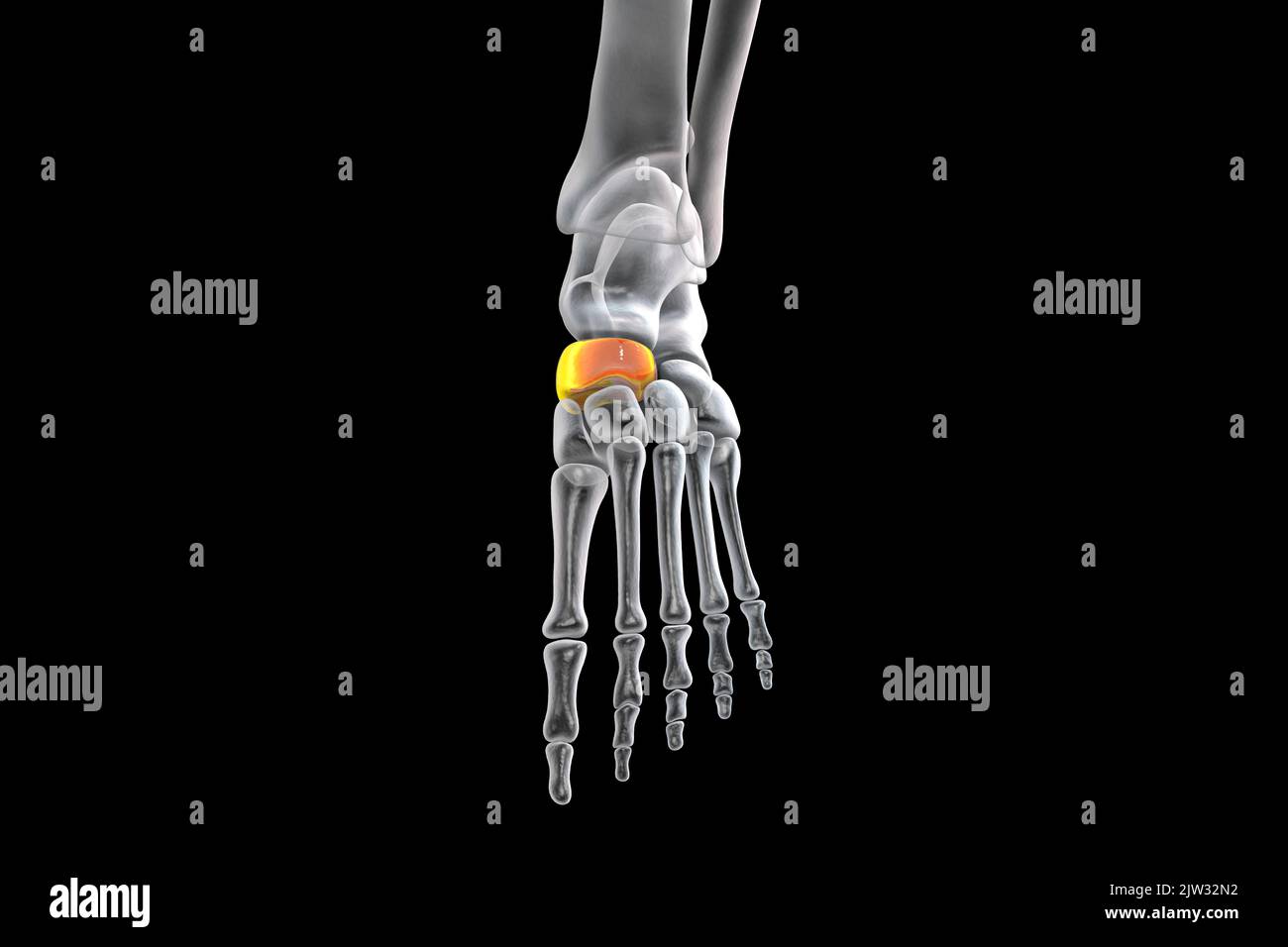 Navicular bones hi-res stock photography and images - Alamy