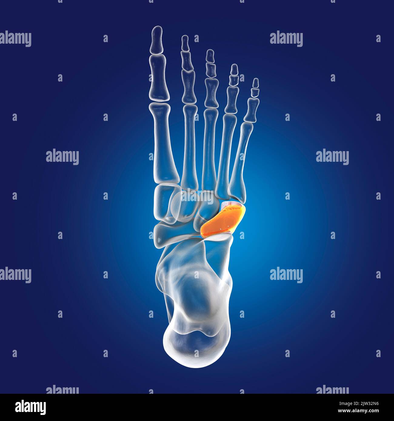 Cuboid bone of the foot, illustration Stock Photo - Alamy