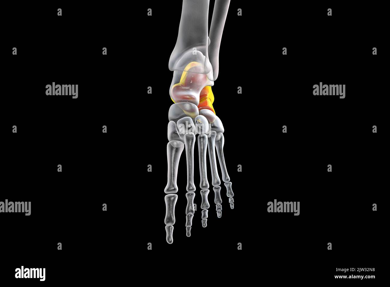 Illustration of the calcaneus, or heel, bone of the foot Stock Photo ...