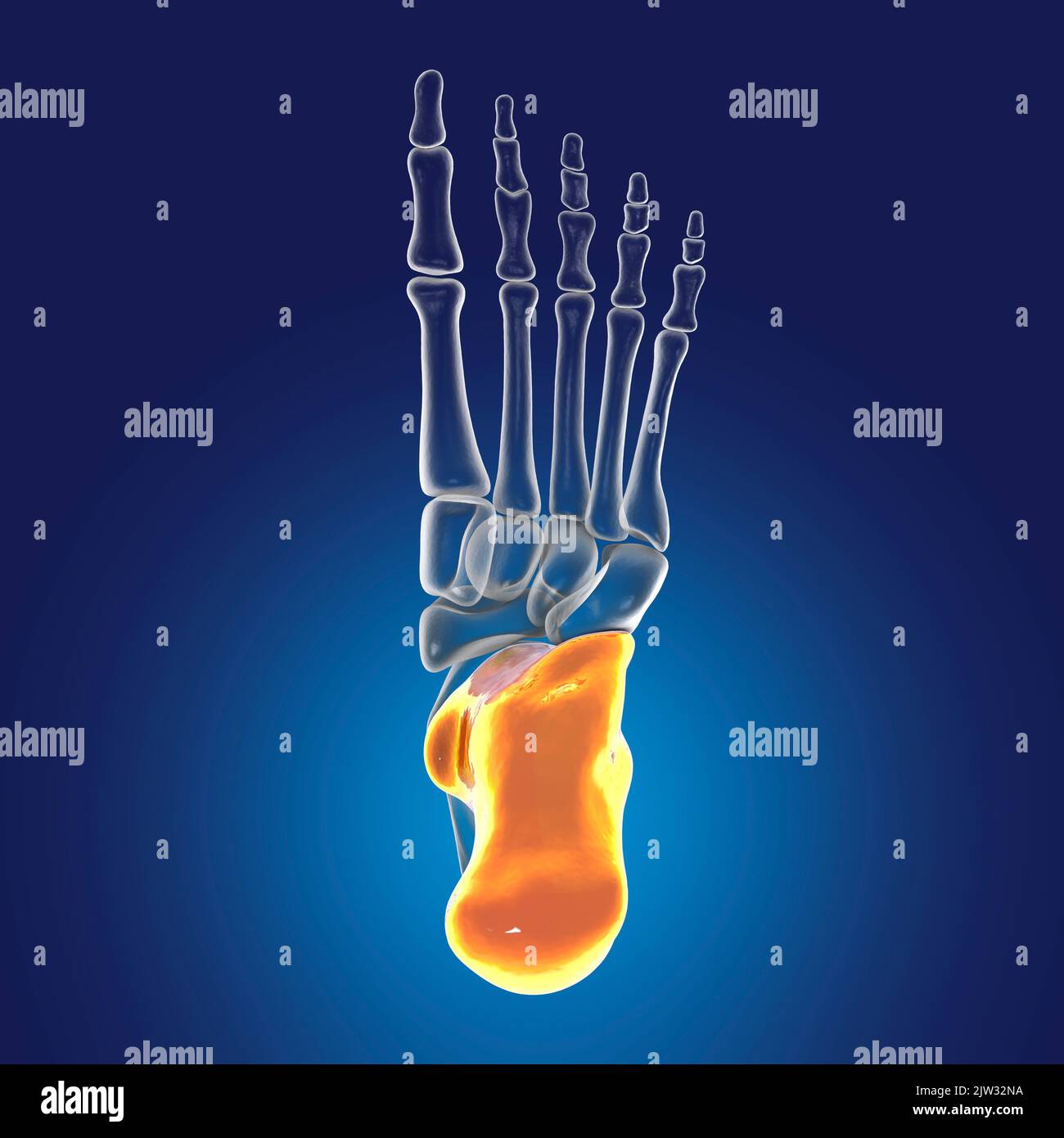 Illustration of the calcaneus, or heel, bone of the foot Stock Photo ...
