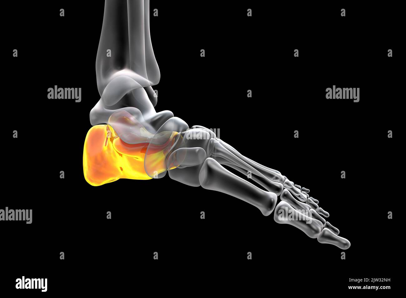 Illustration of the calcaneus, or heel, bone of the foot Stock Photo ...