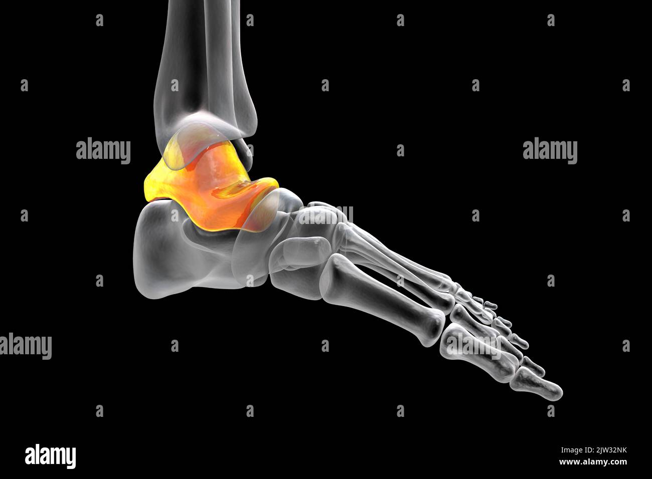 Illustration of the talus bone of the foot Stock Photo - Alamy