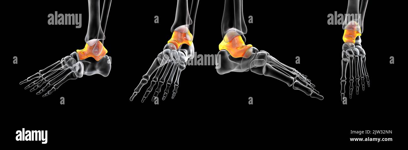 Illustration of the talus bone of the foot Stock Photo - Alamy