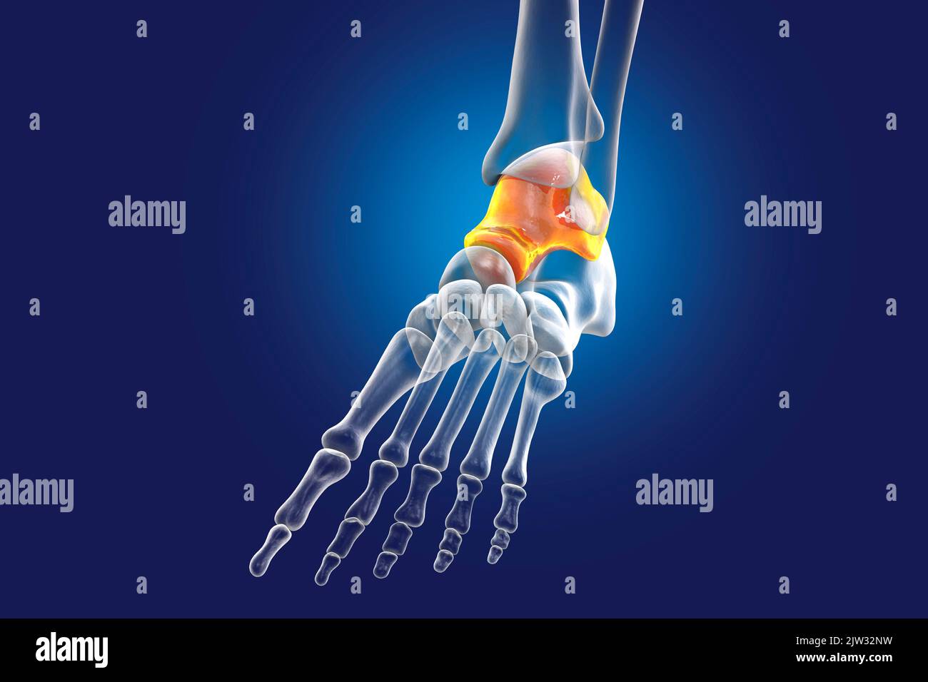 Illustration of the talus bone of the foot Stock Photo - Alamy