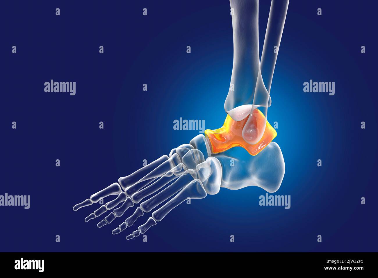 Talus Bone Labeled