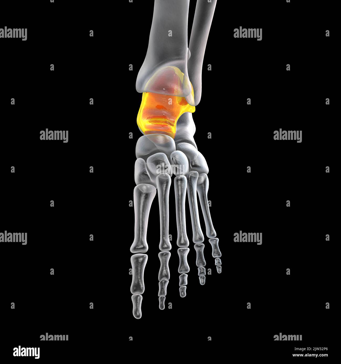 Illustration of the talus bone of the foot Stock Photo - Alamy