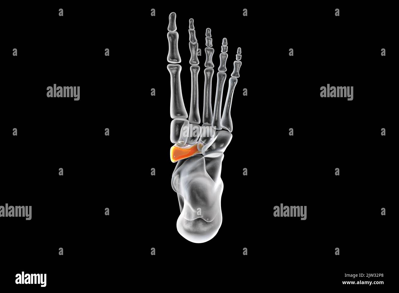 Navicular bone of the foot, illustration Stock Photo - Alamy