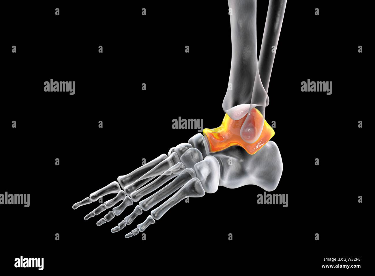 Illustration of the talus bone of the foot Stock Photo - Alamy