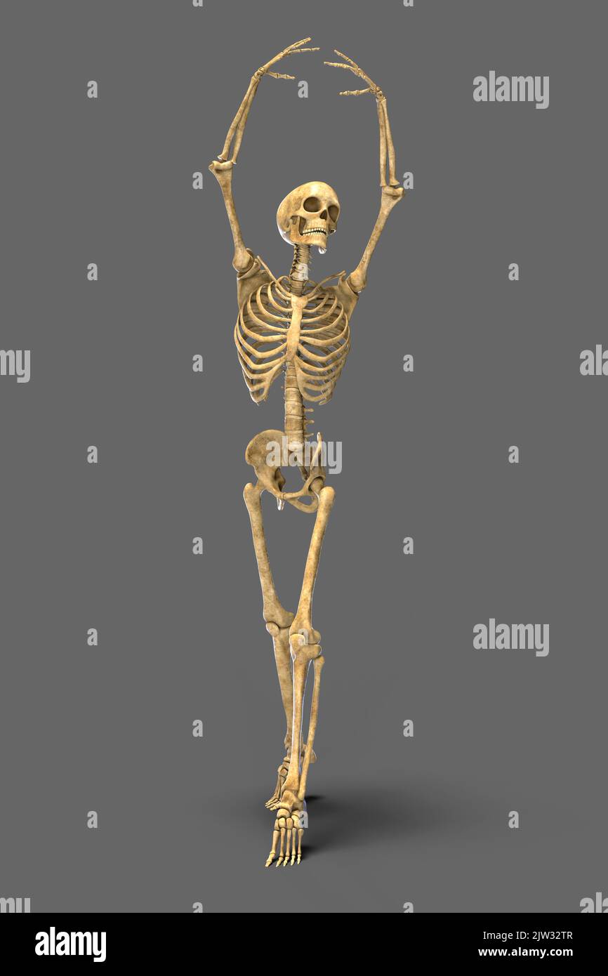 Dancing skeleton, illustration. A human skeleton in a ballet pose Stock ...
