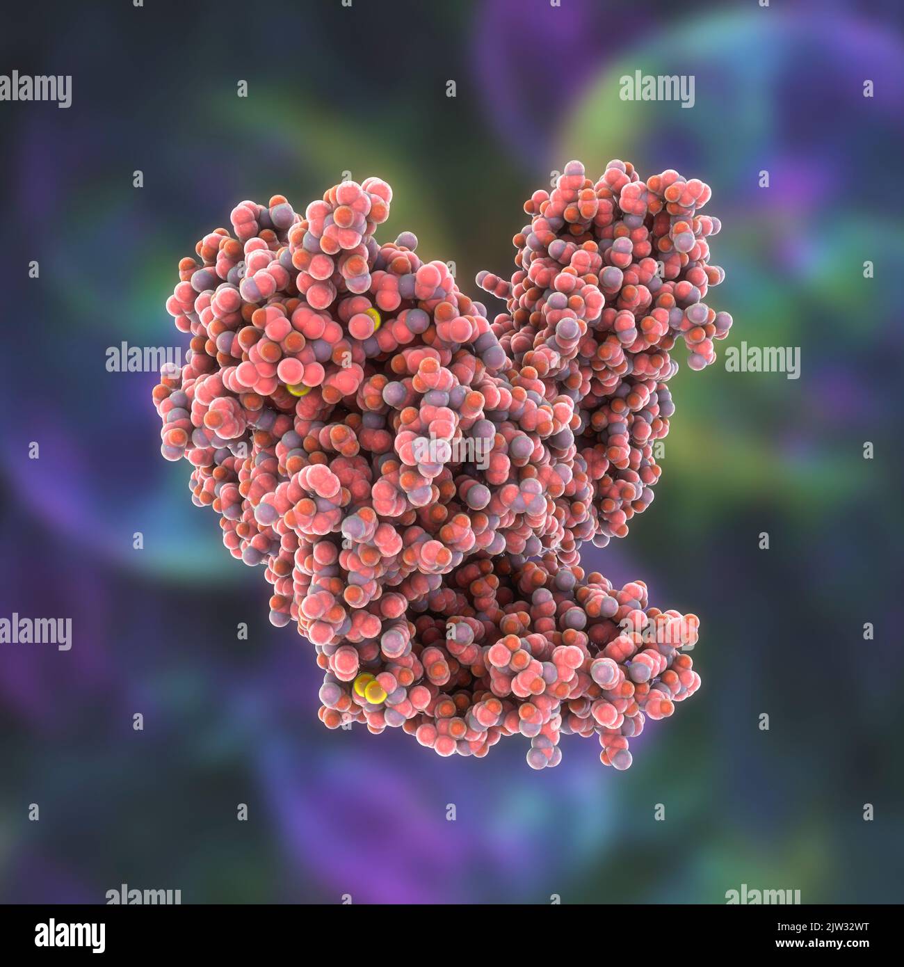 Molecule of tetanus neurotoxin, illustration. This is a neurotoxin ...