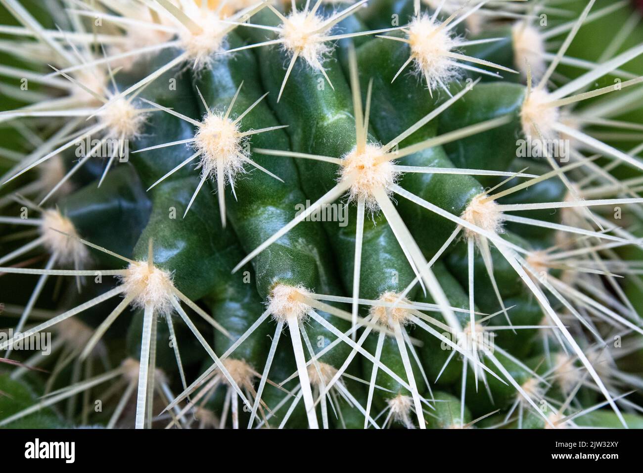 Large and thorny cactus hi-res stock photography and images - Alamy