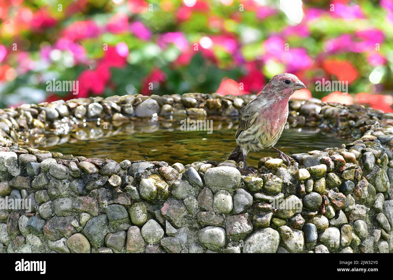Male House Finch (Haemorhous mexicanus) sits on a birdbath in a ...
