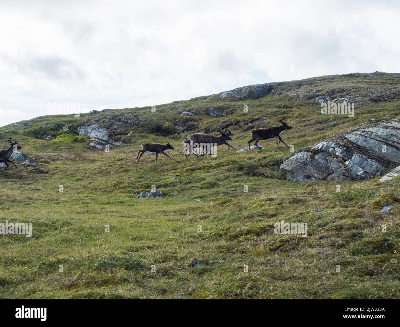 Group of reindeers runnig in arctic tundra grass, hill and rocks ...