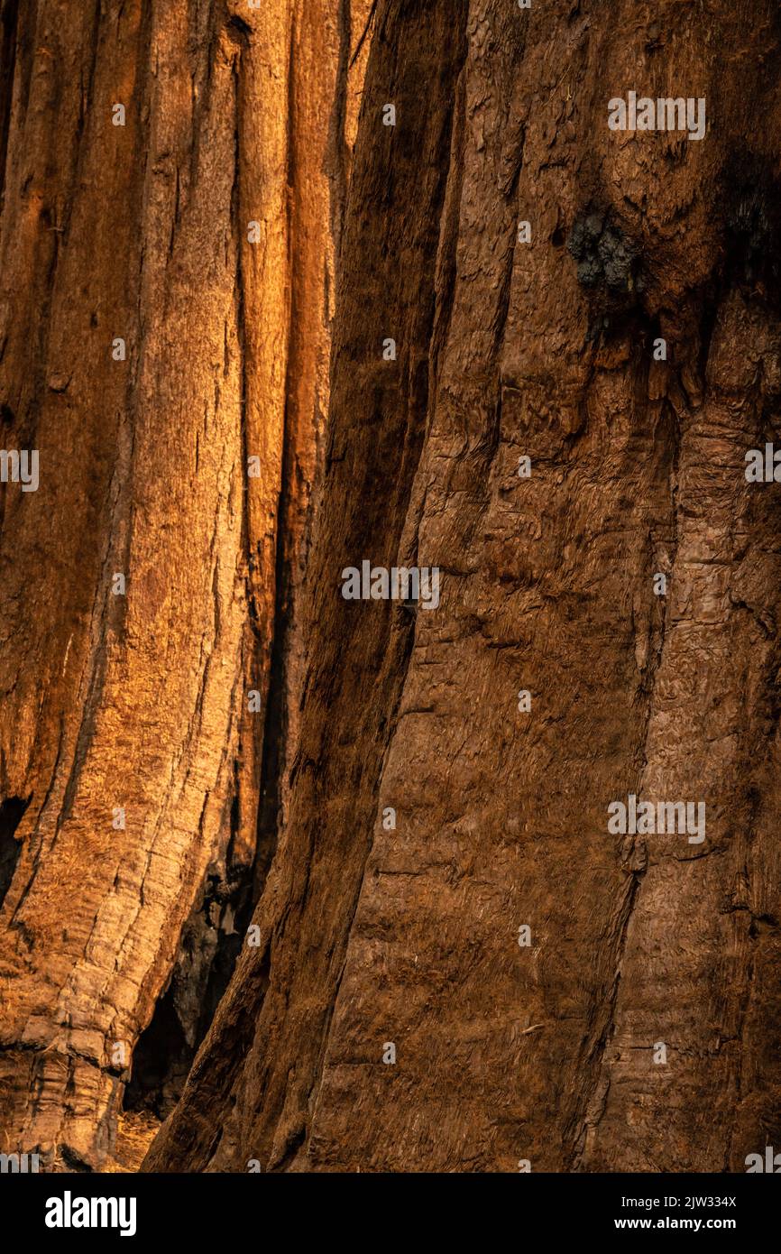 Morning Light Highlights The Back Tree In A Close Up of Two Sequoia ...