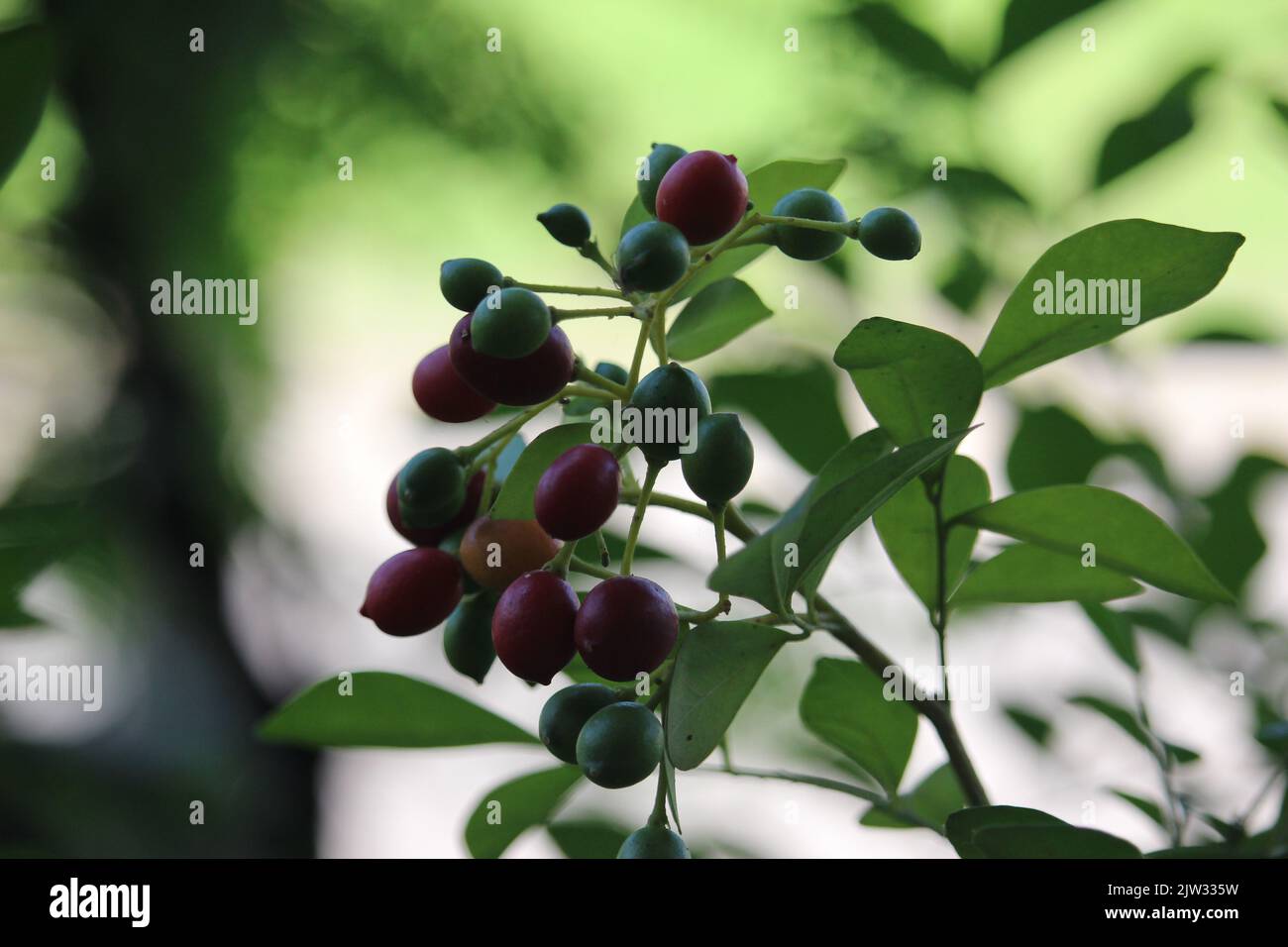 Murraya paniculata rutaceae hi-res stock photography and images - Alamy