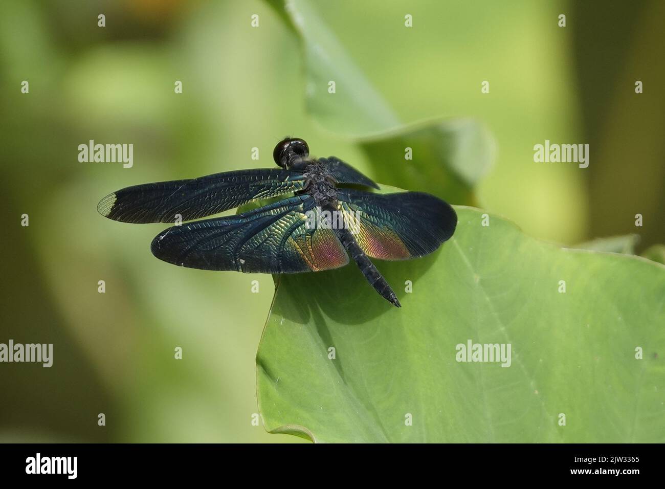 A closeup of Rhyothemis fuliginosa, also known as the butterfly ...