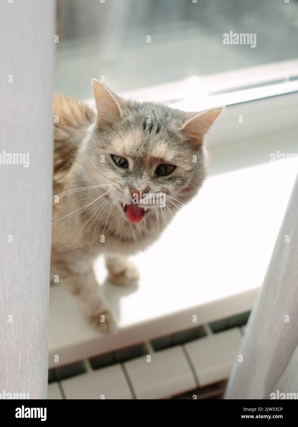 Funny cat yawning sitting on the windowill. Domestic cute life Stock ...
