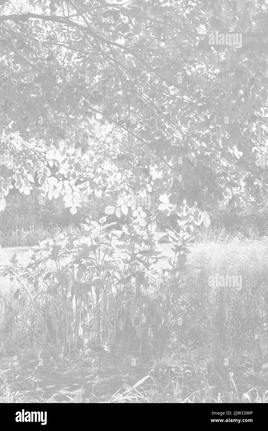 Leafy summer plants and trees growing in the overgrown meadow in a ...