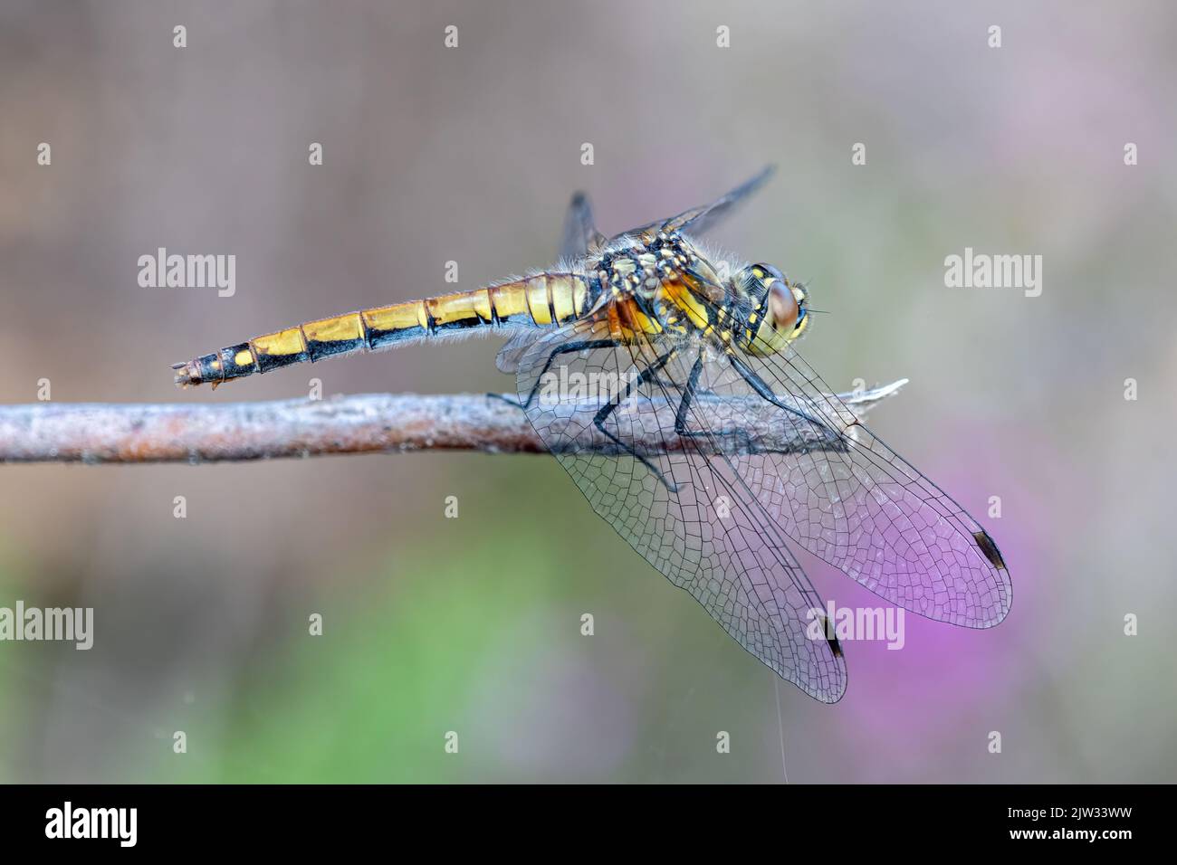 Black darter dragonfly (Sympetrum danae) female insect on Surrey ...
