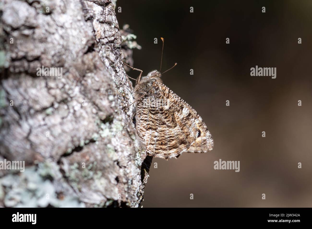 Grayling butterfly (Hipparchia semele) resting on scots pine tree trunk ...
