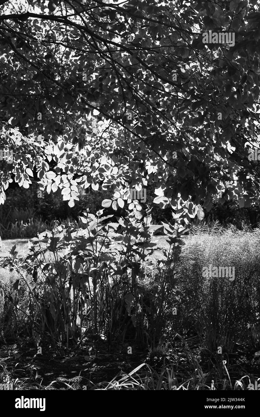 Backlit growing plants Black and White Stock Photos & Images - Alamy