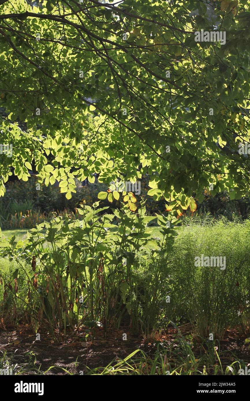 Leafy summer plants and trees growing in the overgrown meadow Stock ...