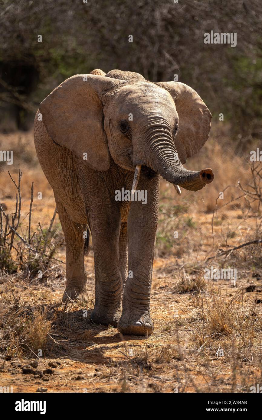 African bush elephant approaches camera raising trunk Stock Photo - Alamy