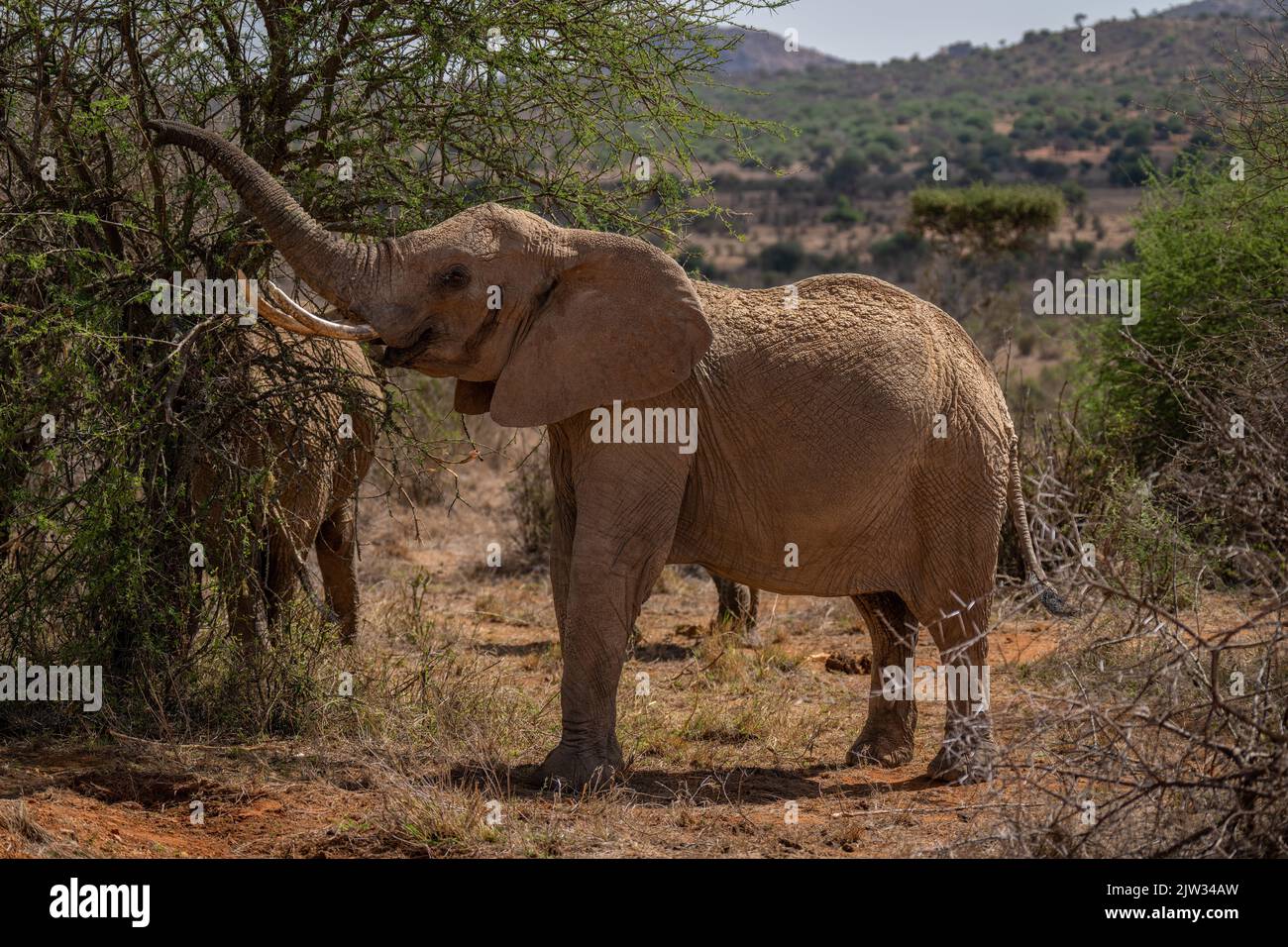 African elephant lifting tree hi-res stock photography and images - Alamy