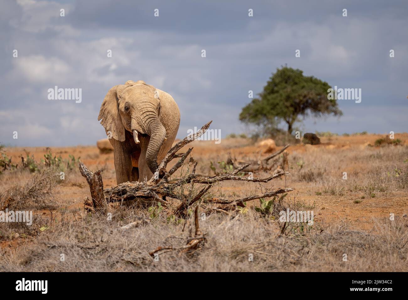 African bush elephant stands breaking up tree Stock Photo - Alamy