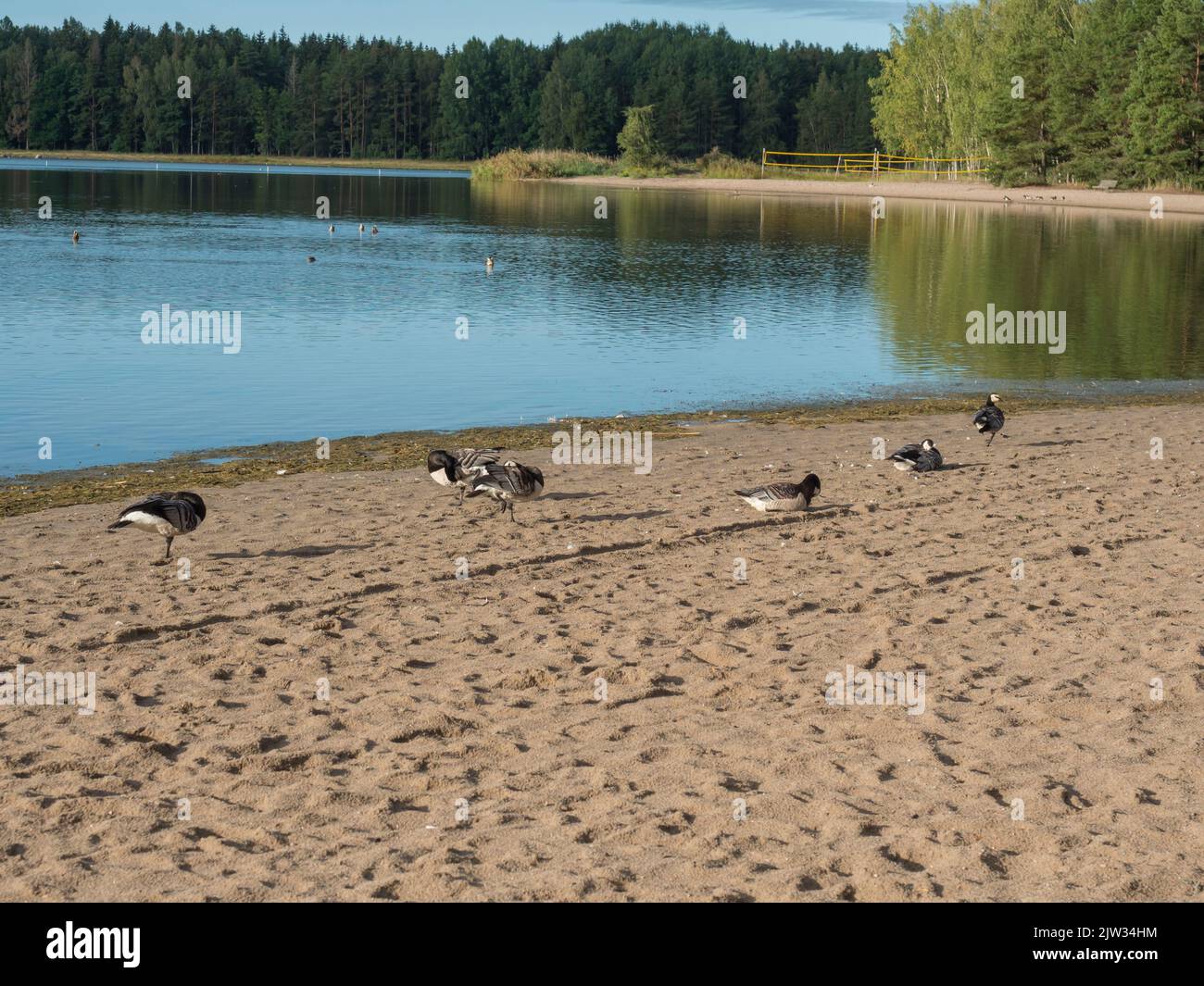 Sand beach at Strandstuvikens camping near Nykoping, Sweden with ...