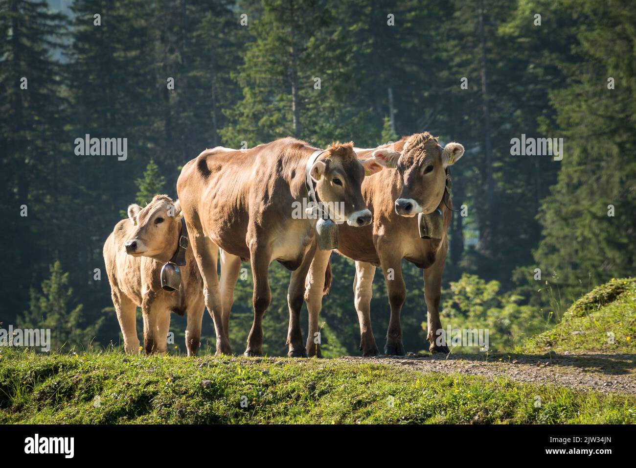 Three cattle on a grassy hill against trees background Stock Photo - Alamy